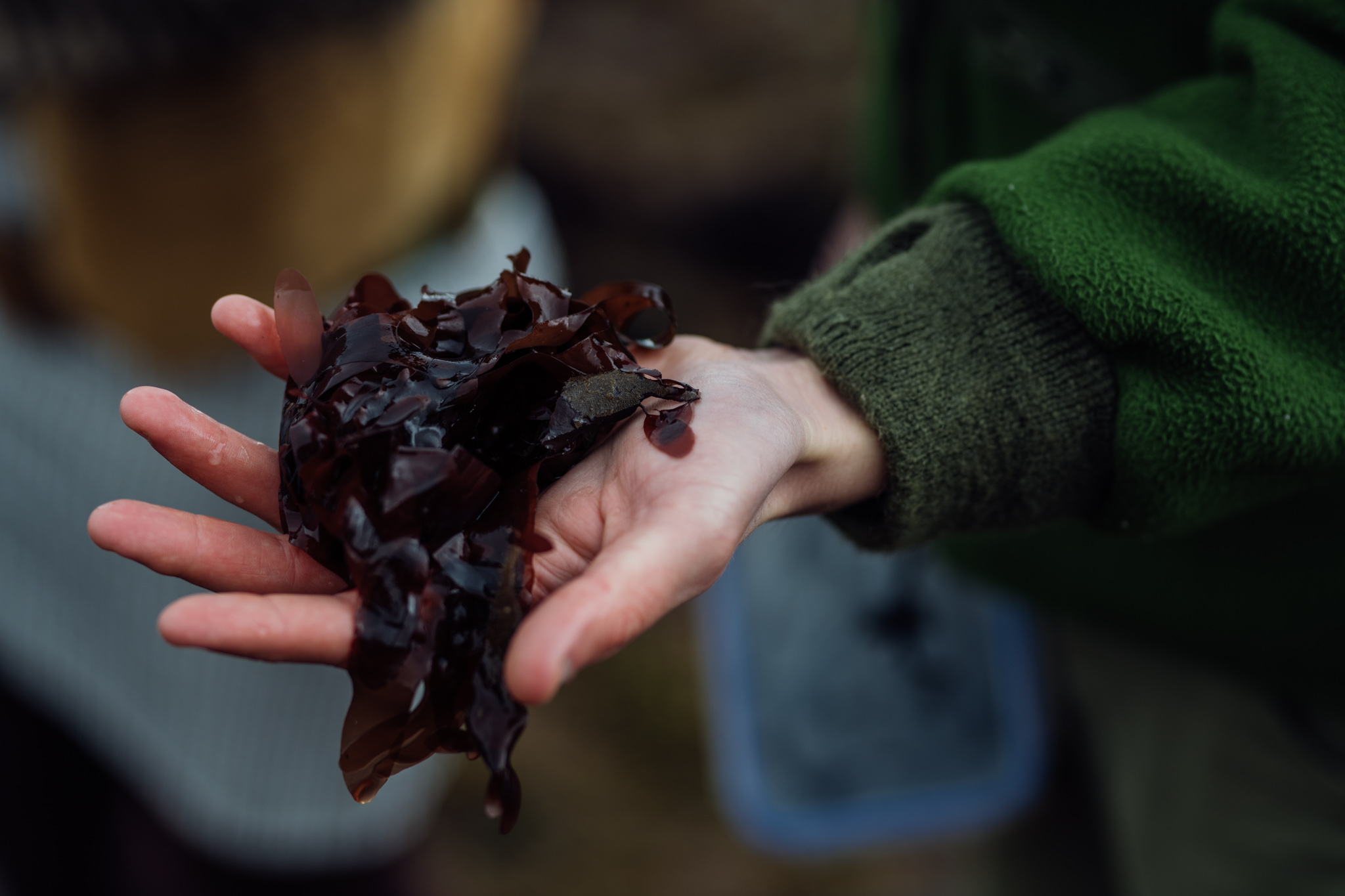 Seaweed Foraging - Discover Cornwall's Free Food