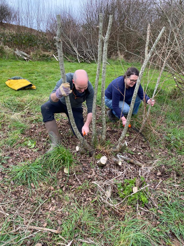 What Is Coppicing? - Discover Cornwall's Free Food